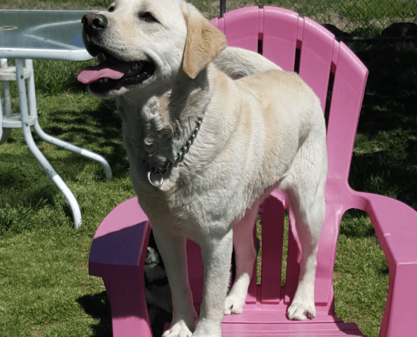 Dog Boarding – Labby Lane Kennel Chattanooga